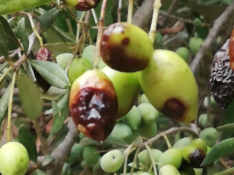 Πολύ νωρίς τόσο μεγάλες ζημιές από το δάκο στα λιόφυτα της Κρήτης ...