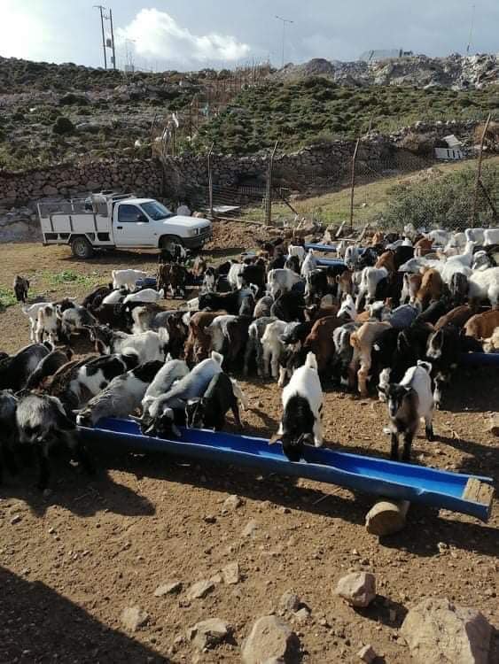 1,2 δις ευρώ μοιράστηκαν αγρότες και κτηνοτρόφοι - Agro Creta News