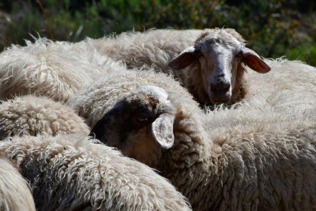 Τι γίνεται με τα κτηνοτροφικά πάρκα; - Agro Creta News