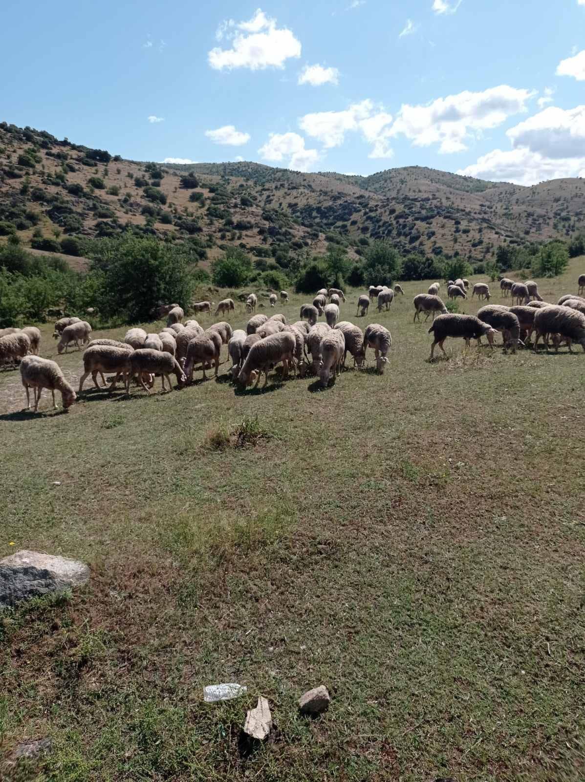 Σε ομηρία χιλιάδες κτηνοτρόφοι σε όλη τη χώρα - Agro Creta News
