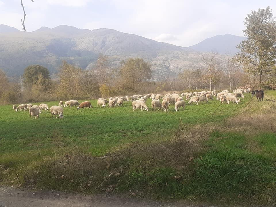 Χειρότερη ημέρα με την ημέρα η κατάσταση στην κτηνοτροφία - Agro Creta News