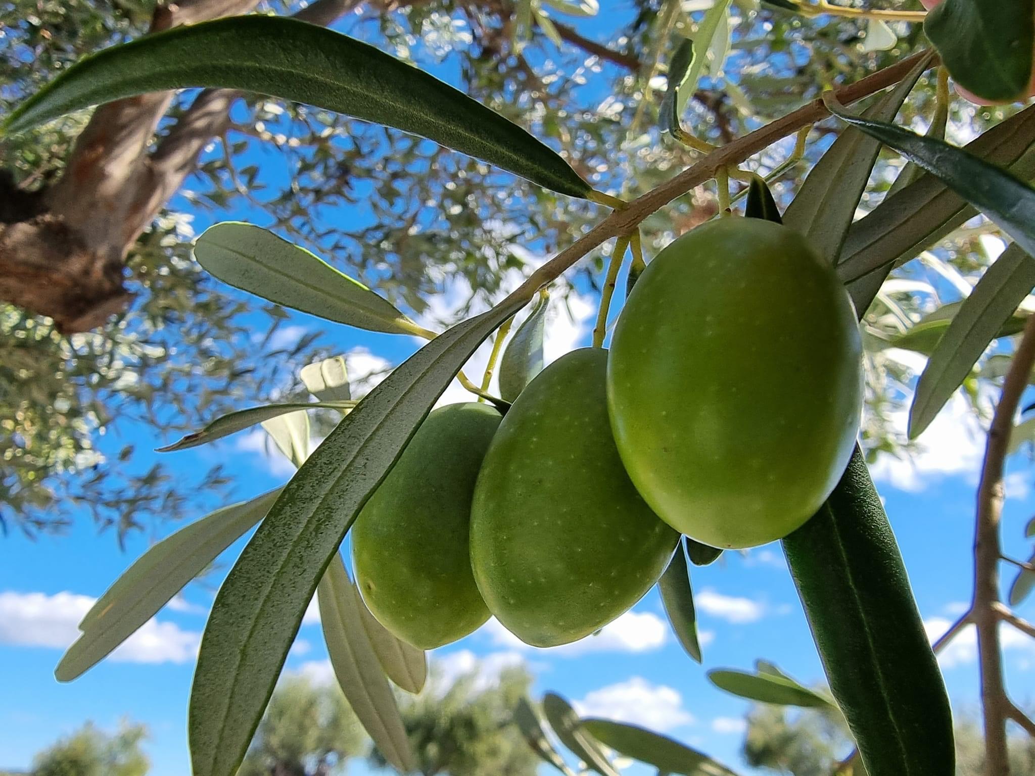 Ζήσε Μάη να φας τριφύλλι με τις αποζημιώσεις του ΕΛΓΑ - Agro Creta News
