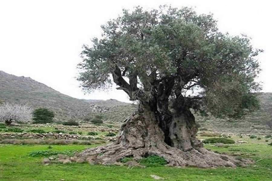Ο μοναδικός αρχαίος ελαιώνας με τις πελώριες ελιές - Agro Creta News