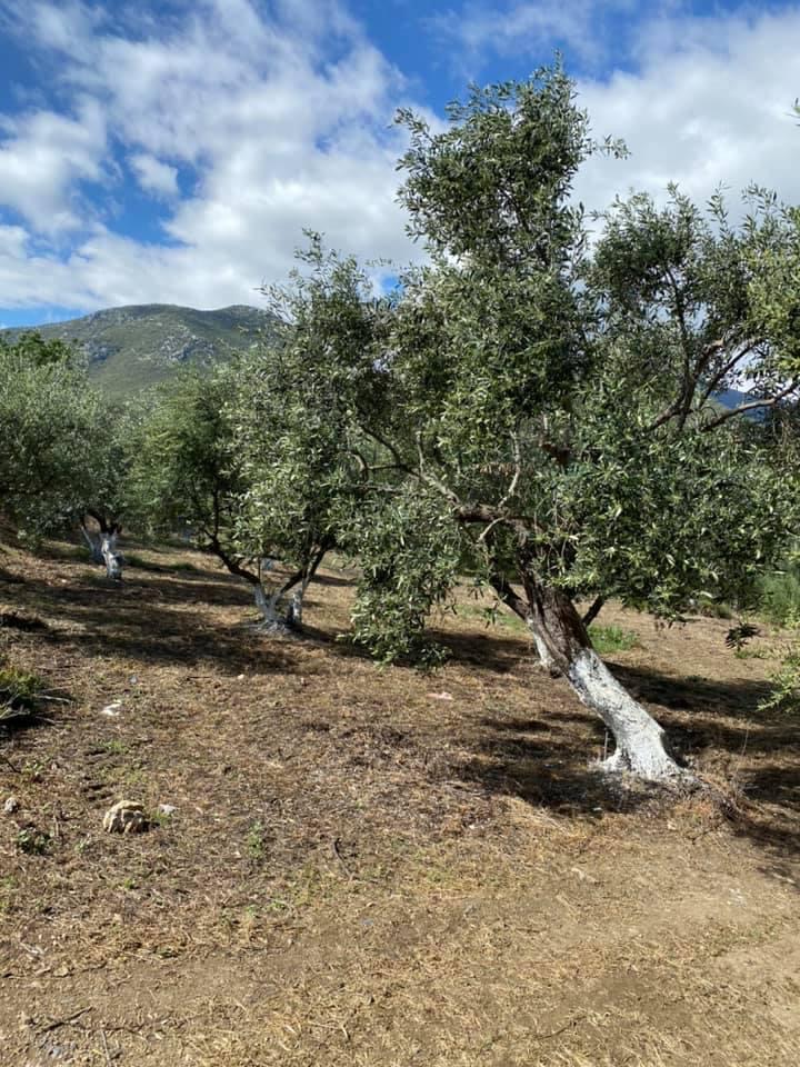 Απουσία στήριξης ελαιοκαλλιέργειας με νέα ΚΑΠ - Agro Creta News