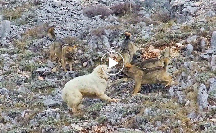 Δύο τσομπανόσκυλα αντιμετωπίζουν 8 λύκους – Εντυπωσιακό βίντεο - Agro ...