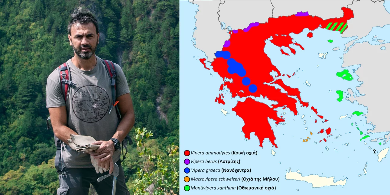 Τι συμβαίνει με τα φίδια: Ποια είναι επικίνδυνα, τι κάνουμε αν μας ...