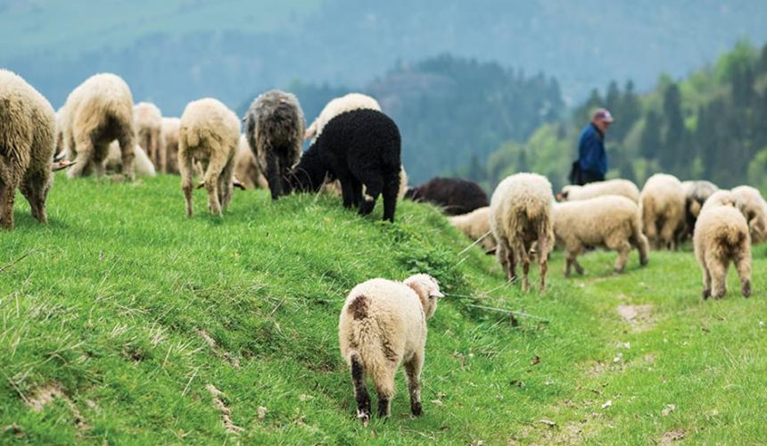 Σβήνει η κτηνοτροφία, ερημώνει η ύπαιθρος - Agro Creta News
