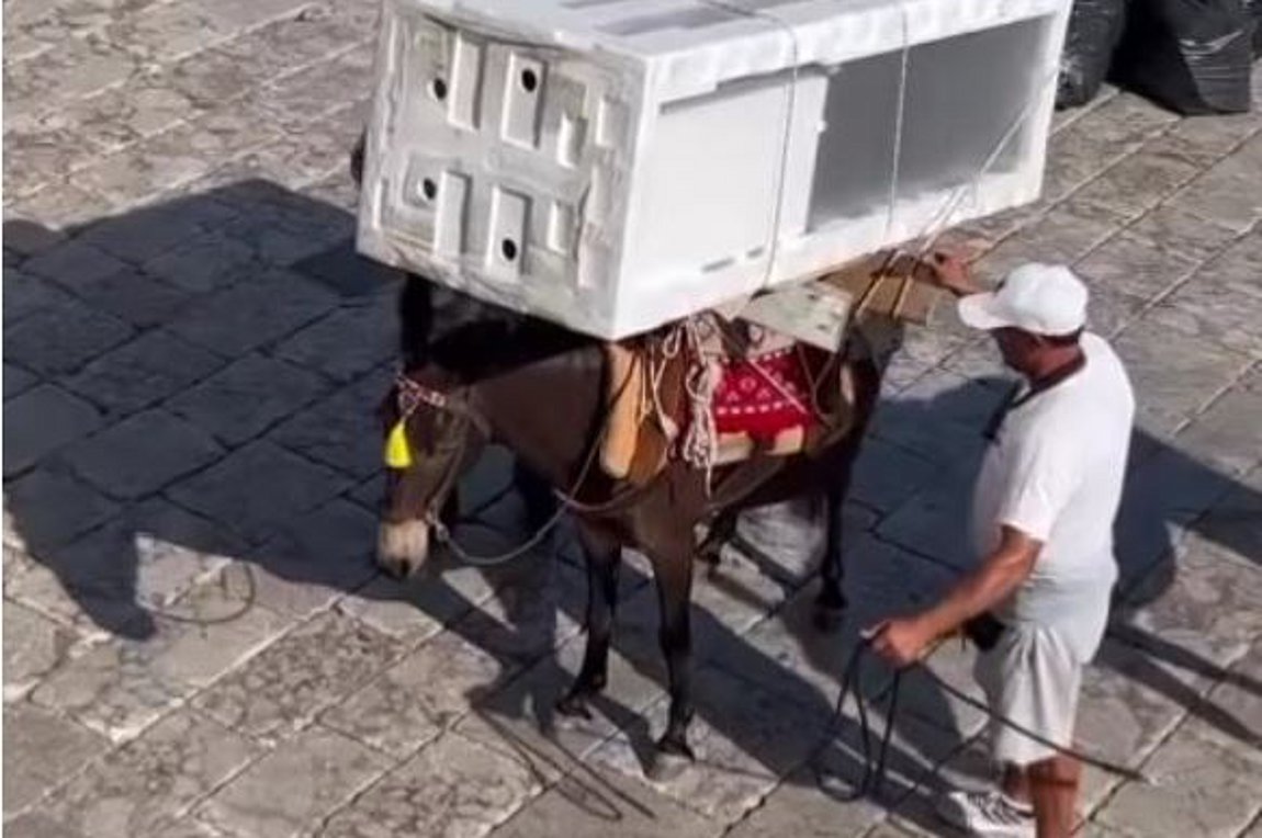 Τι απαντά ο δήμαρχος Υδρας για τα ζώα εργασίας - Agro Creta News