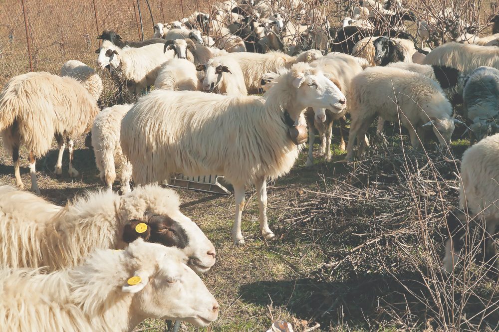 Φαρ ουεστ στην Κρήτη με κτηνοτρόφους - Agro Creta News