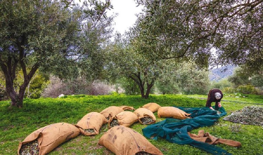 Παρελθόν, Παρόν και Μέλλον Ελιάς και Ελαιολάδου - Agro Creta News