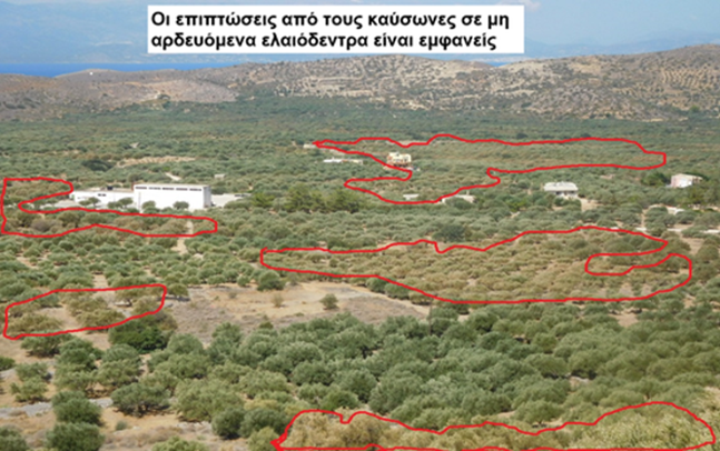 Δραματικές οι επιπτώσεις της ξηρασίας και των καυσώνων στους ελαιώνες ...