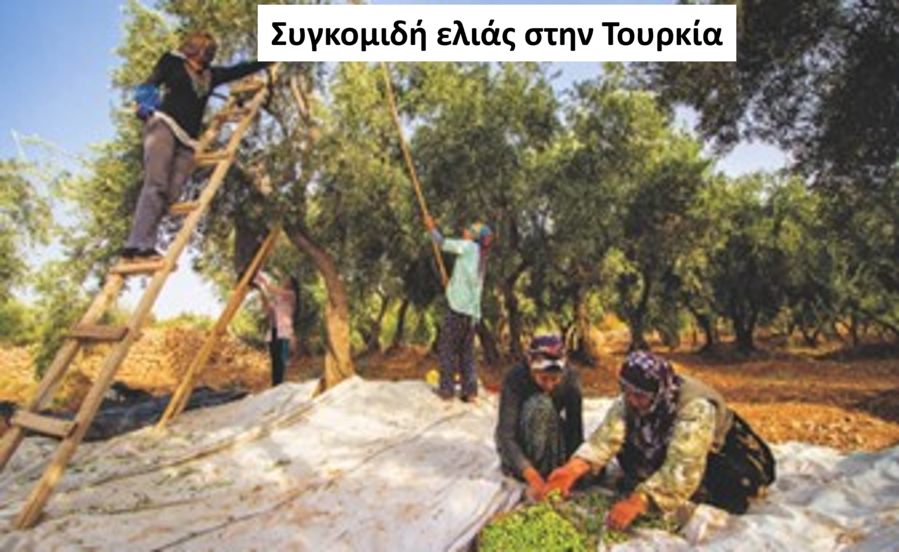 Η Τουρκία ισχυρίζεται ότι θα ηγηθεί στη παγκόσμια παραγωγή ελιάς και ...