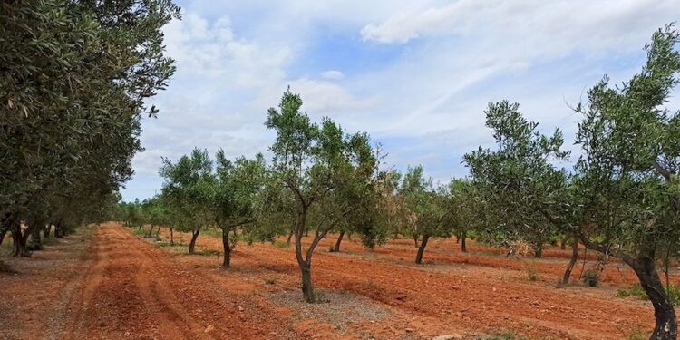 Ο απόλυτος οδηγός για τη δήλωση στο ελαιοκομικό μητρώο – Όλες οι ...