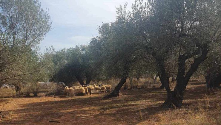 ΠΛΗΡΩΜΕΣ ΑΓΡΟΤΩΝ: Αντίστροφη μέτρηση για : 70% της βασικής ενίσχυσης ...