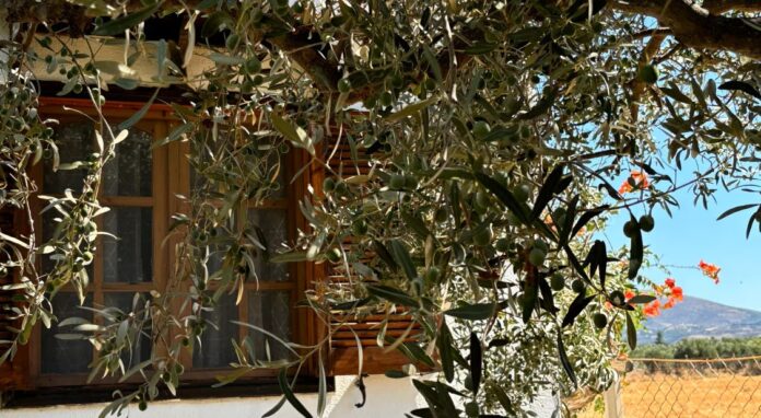 Ελαιοτουρισμός, όχι μόνο σε Ιταλία και Ισπανία αλλά και σε Τυνησία! Σε ...